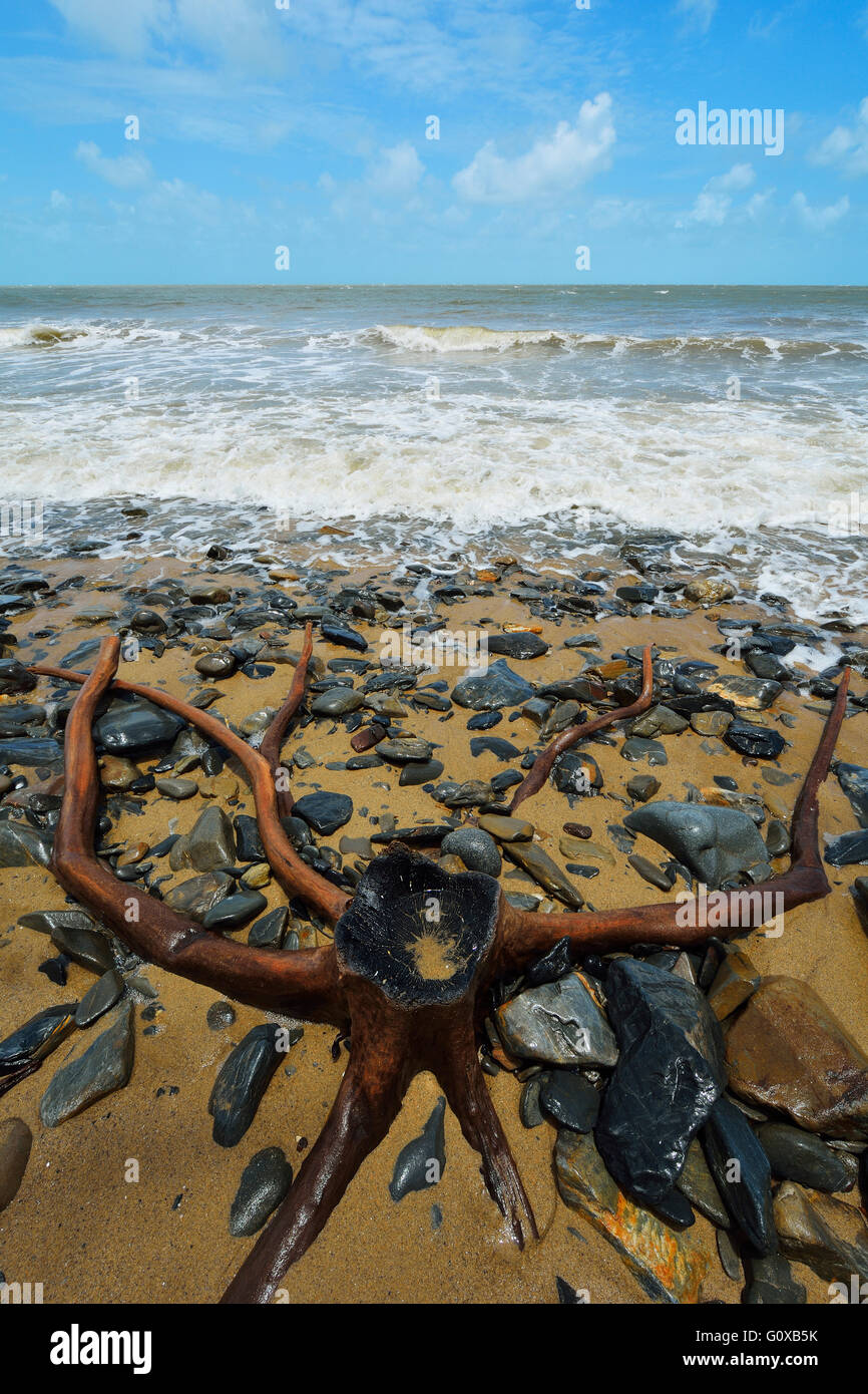 Tree Root on Beach, Captain Cook Highway, Queensland, Australia Stock ...