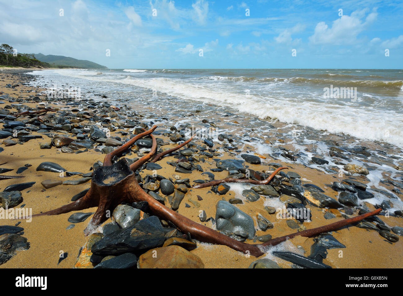 Tree Root on Beach, Captain Cook Highway, Queensland, Australia Stock ...