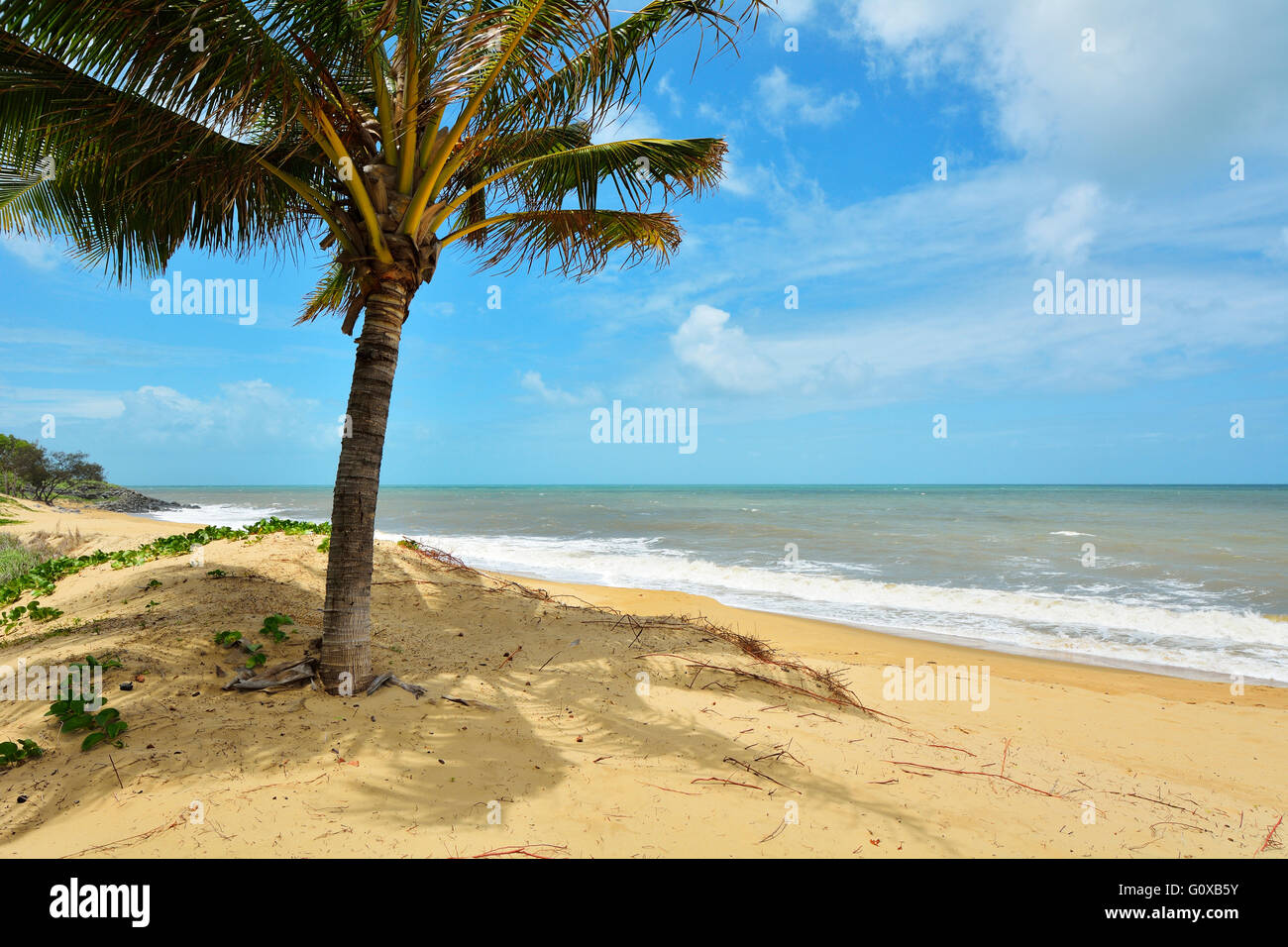Sandy Beach with Palm Tree in Summer, Captain Cook Highway, Queensland ...