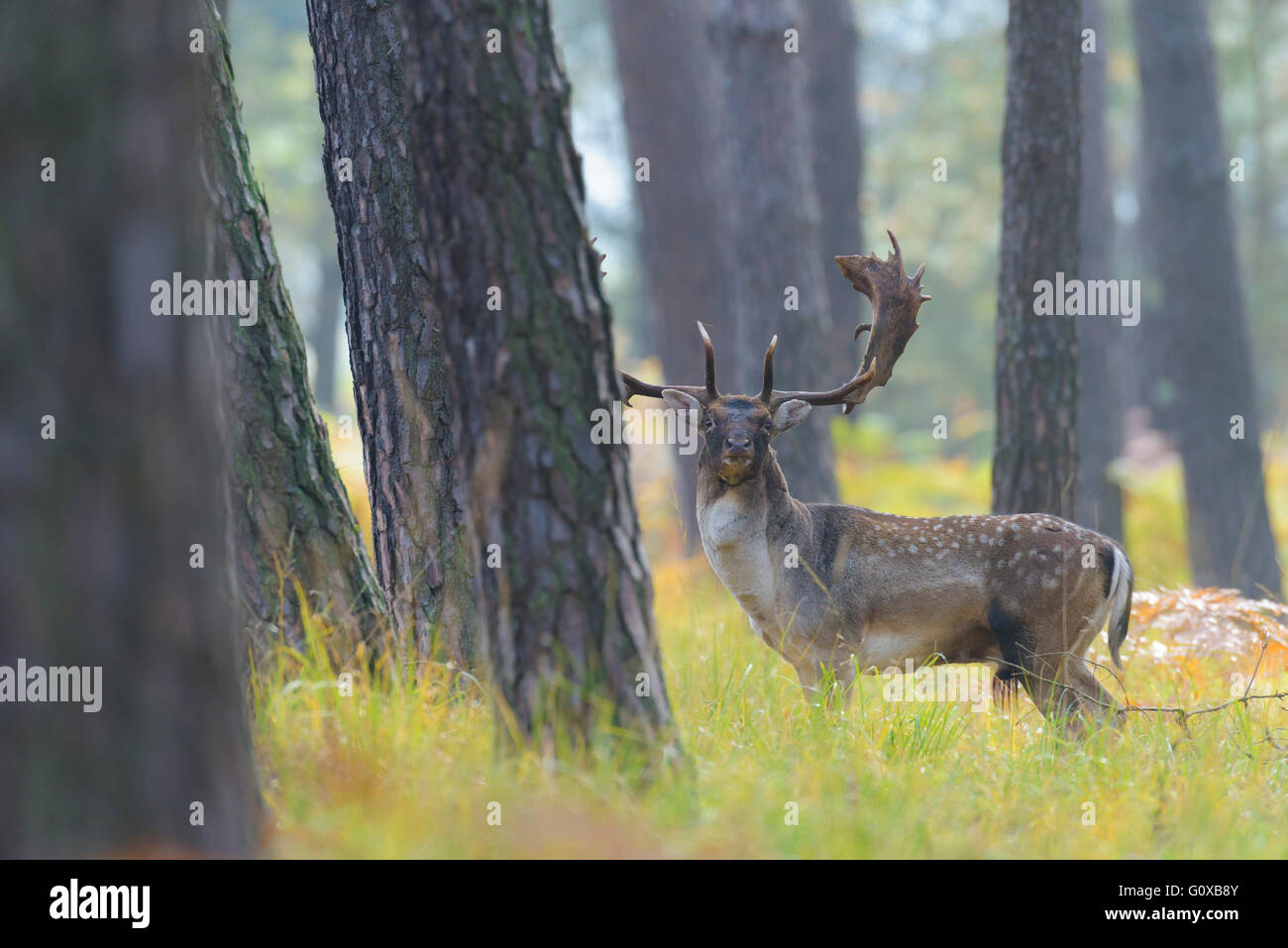 Male Fallow Deer (Cervus dama) in Autumn, Hesse, Germany Stock Photo ...