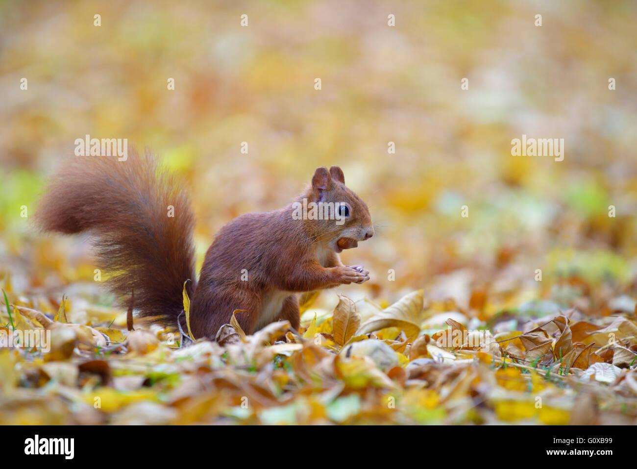 Eurasian Red Squirrel (Sciurus vulgaris) in Autumn, Hesse, Germany ...