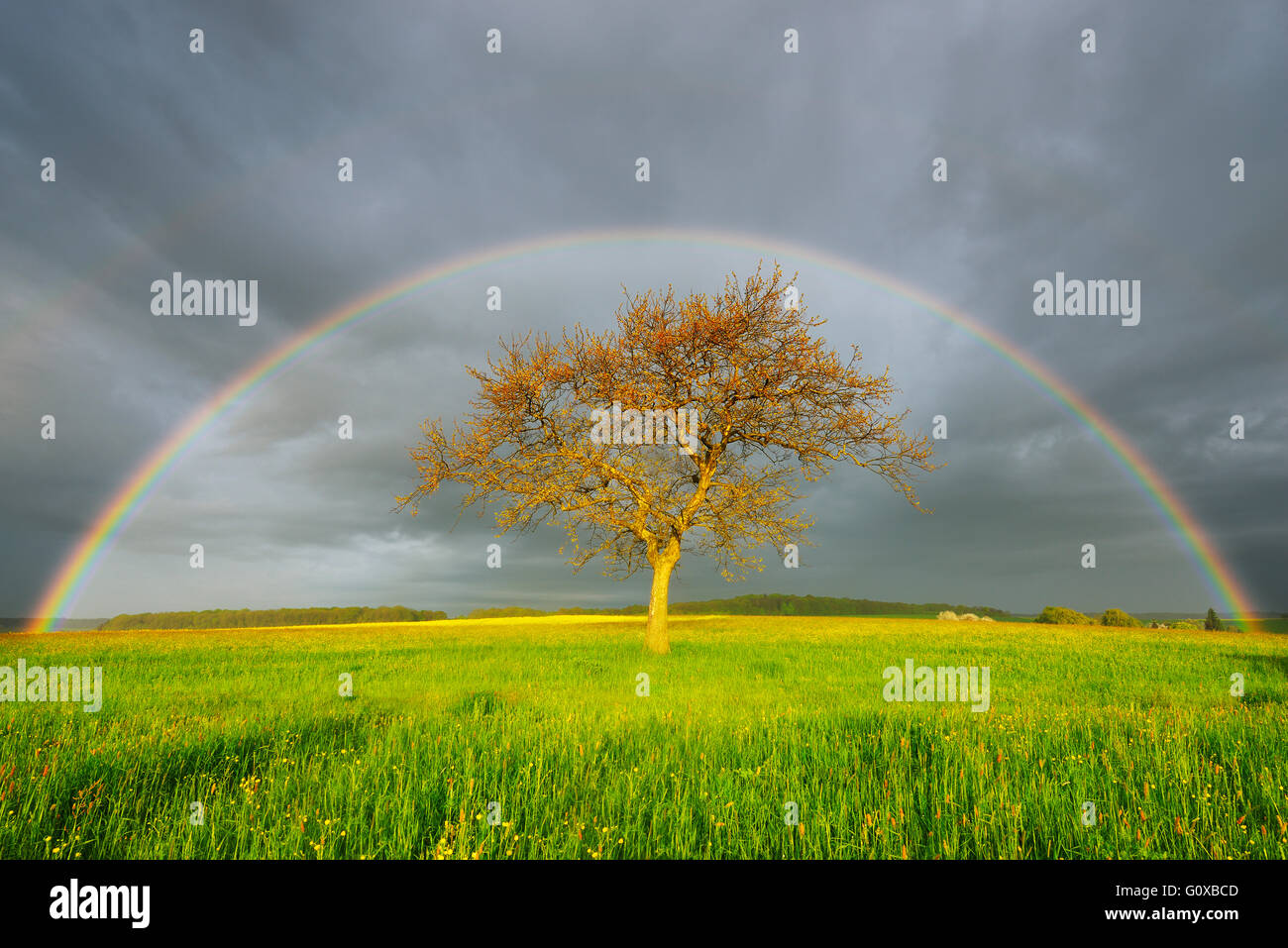 Plane Tree in Meadow with Rainbow in Spring, Bad Mergentheim, Baden ...