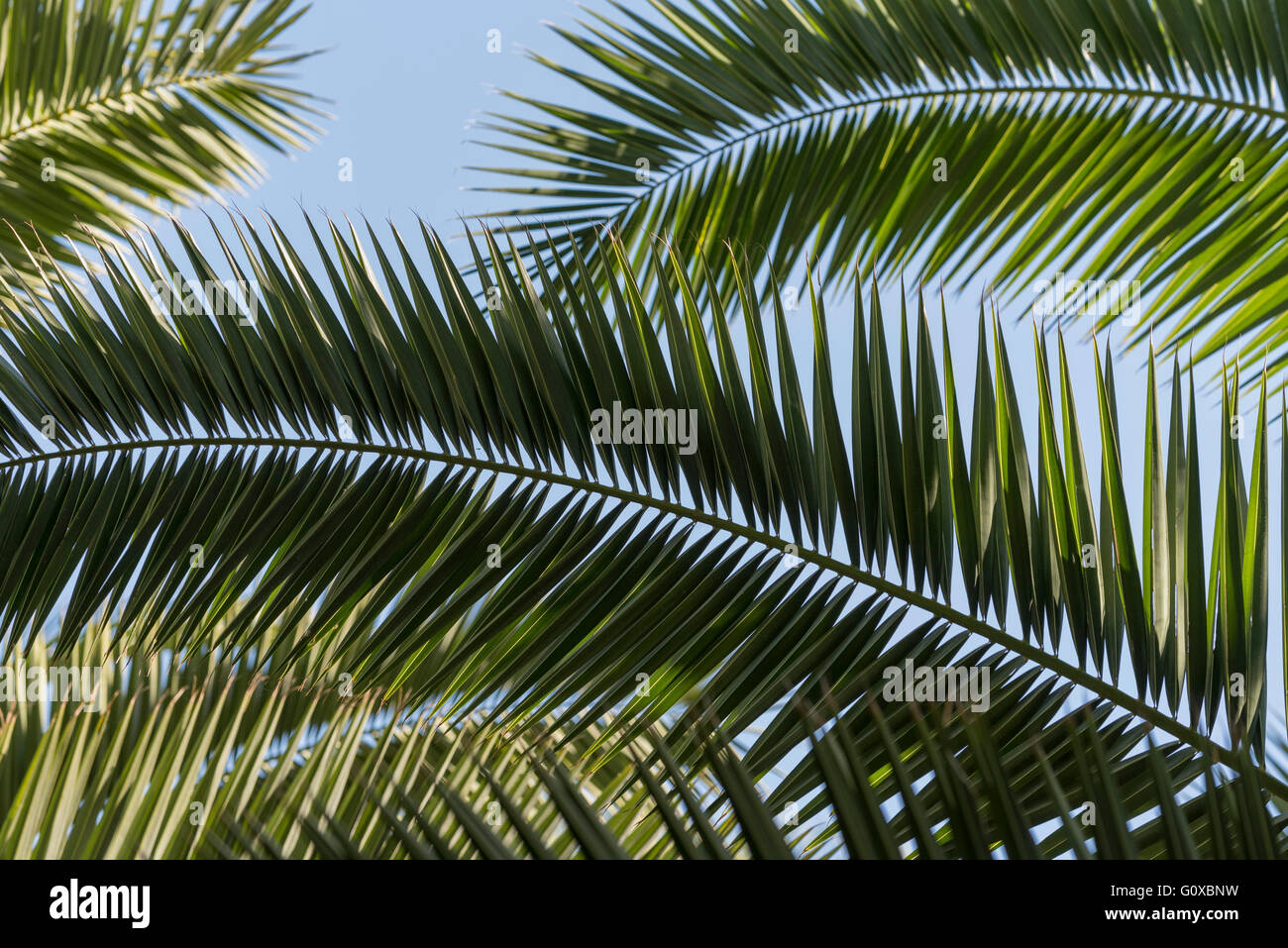 Palm hanging down from palm hi-res stock photography and images - Alamy