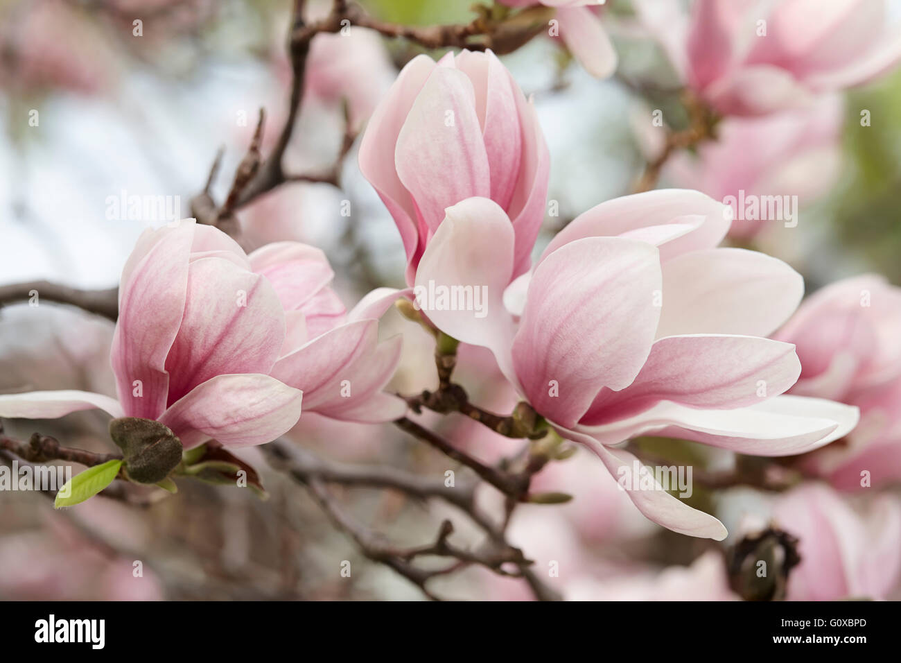 Canadian magnolia tree hi-res stock photography and images - Alamy