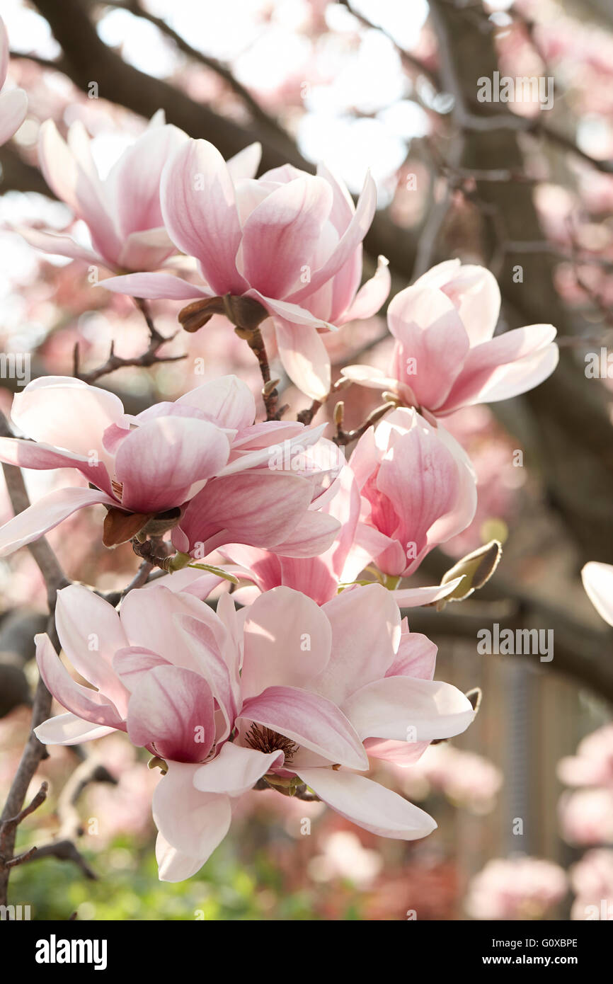 Magnolia sp hi-res stock photography and images - Alamy