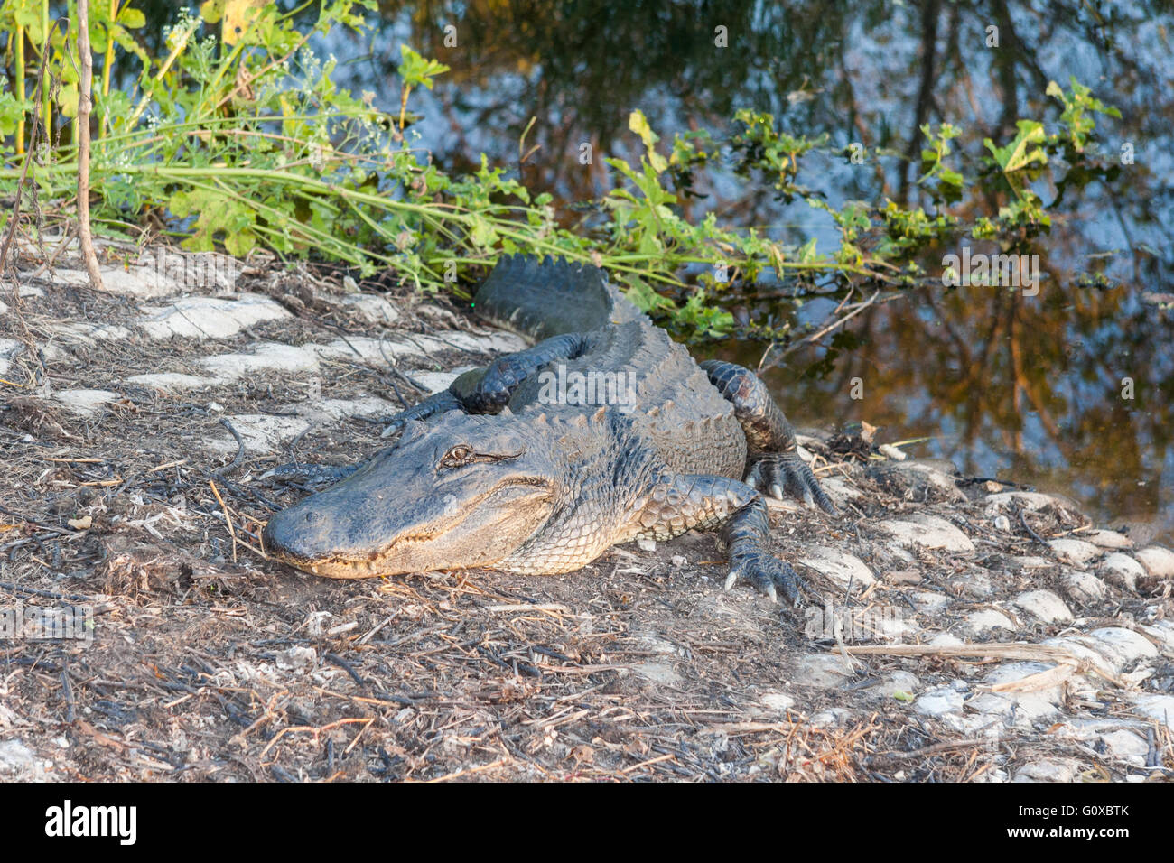 Hungry Alligator waits for reckless tourists in Brazos Bend State Park ...