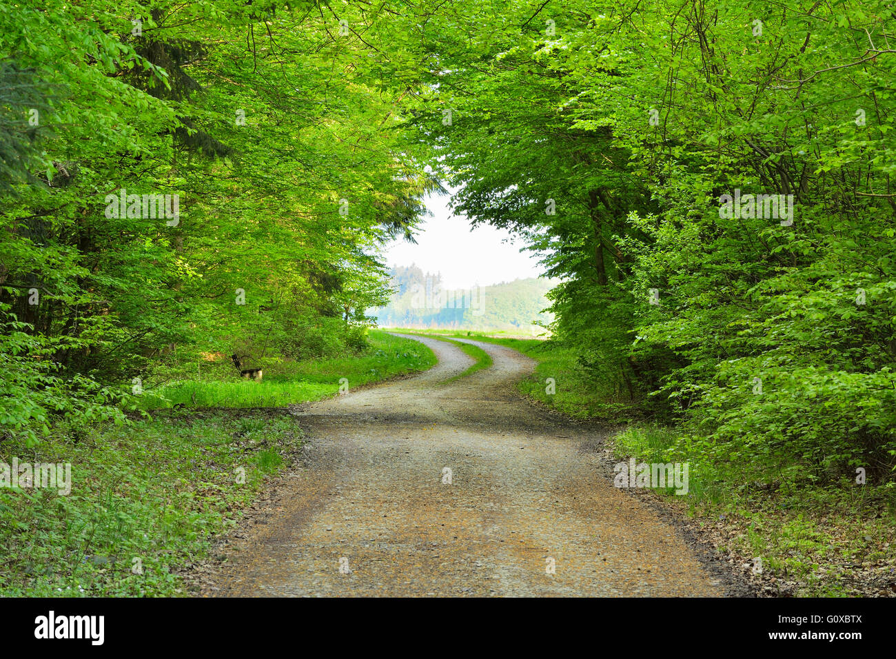 Forest Path in Spring, Wenschdorf, Odenwald, Bavaria, Germany Stock ...