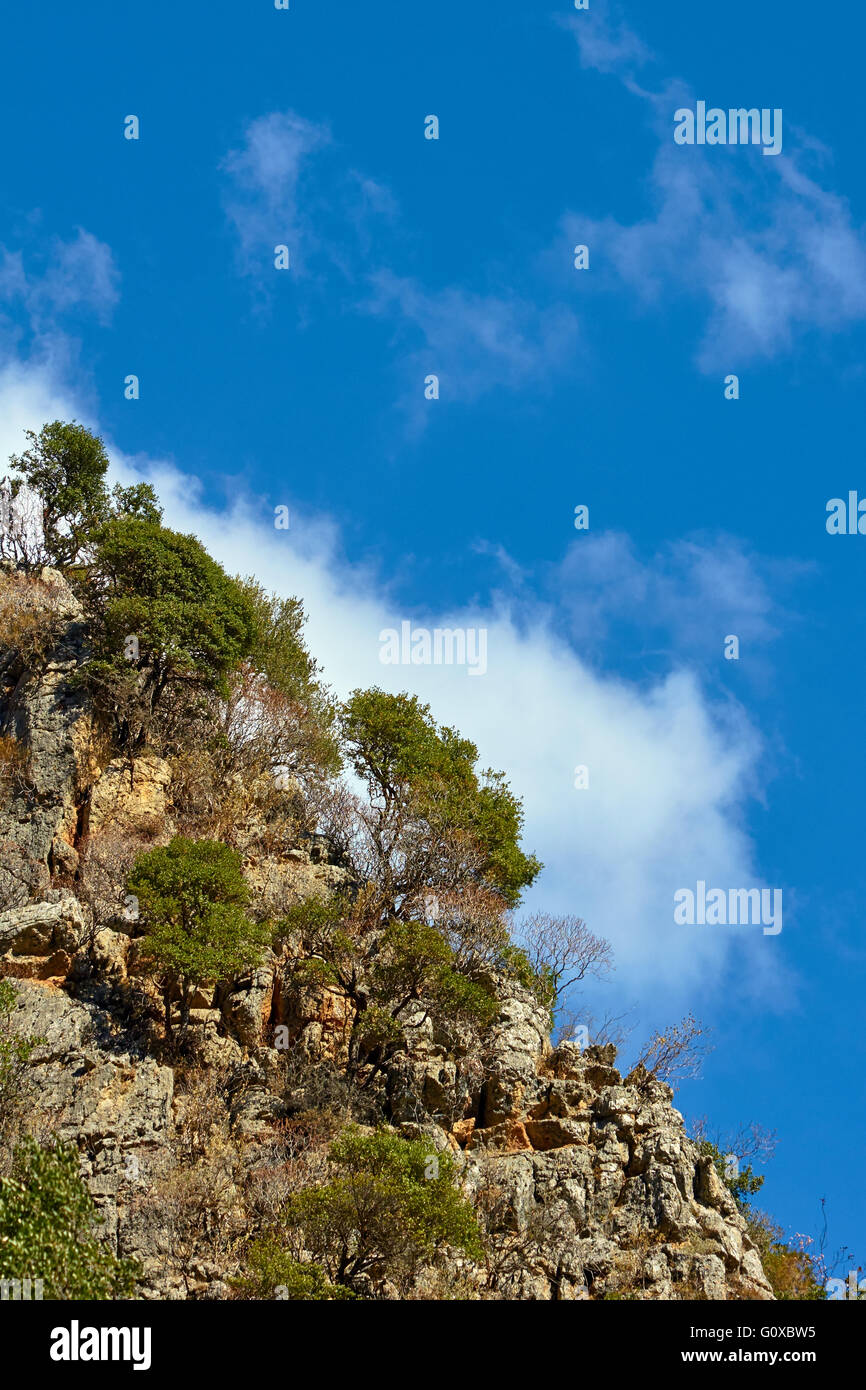 Trees growing on a rocky hillside on the island of Crete, Greece Stock ...