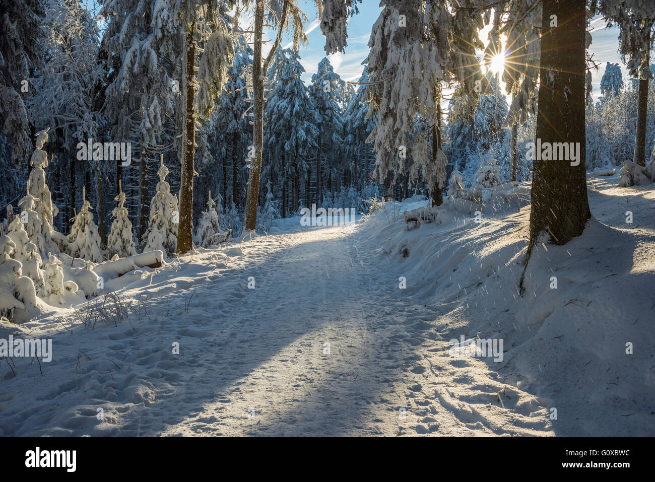Snow Covered Winter Forest with Path and Sun, Grosser Feldberg ...