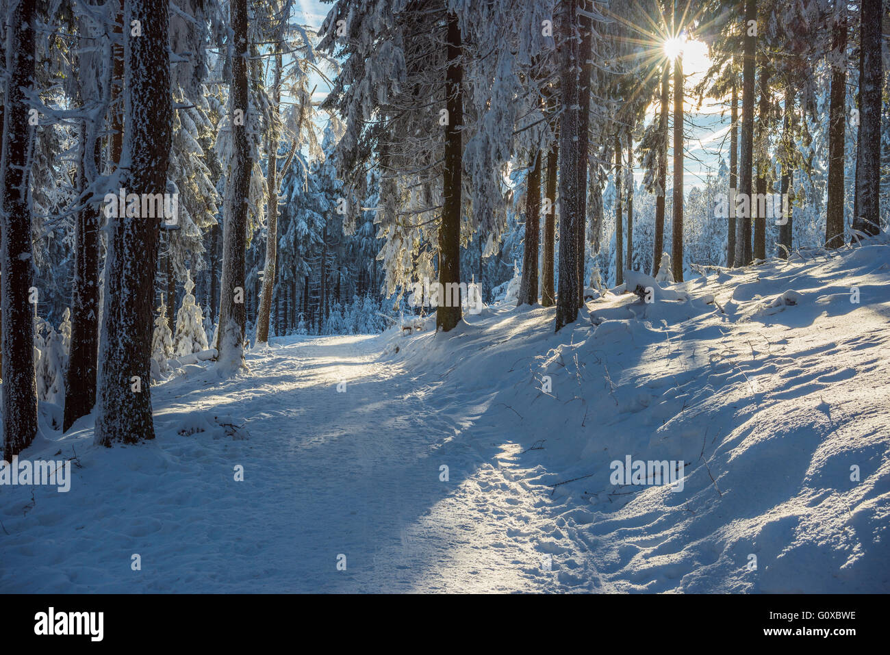 Snow Covered Winter Forest with Path and Sun, Grosser Feldberg ...