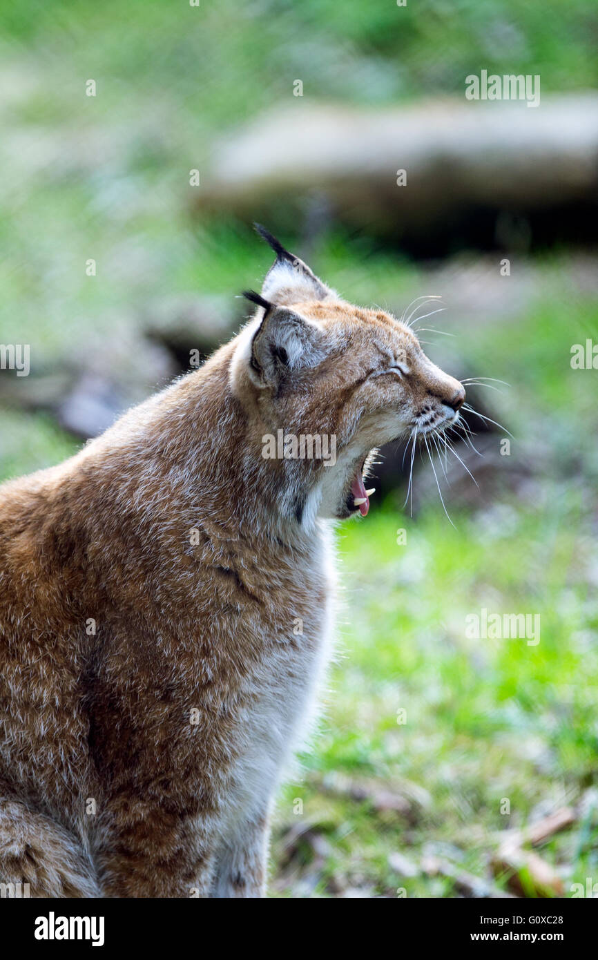 Lynx growl hi-res stock photography and images - Alamy