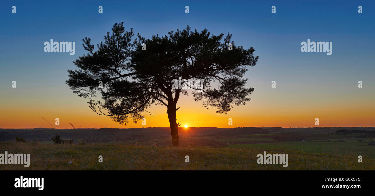 Scenic view of silhouette of Scots pine tree (Pinus sylvestris) at ...