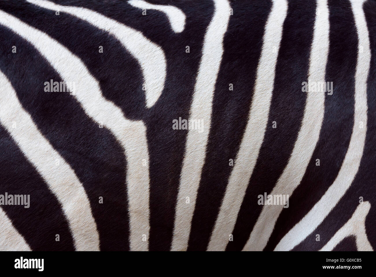 Close-up of Skin of Zebra Stock Photo - Alamy