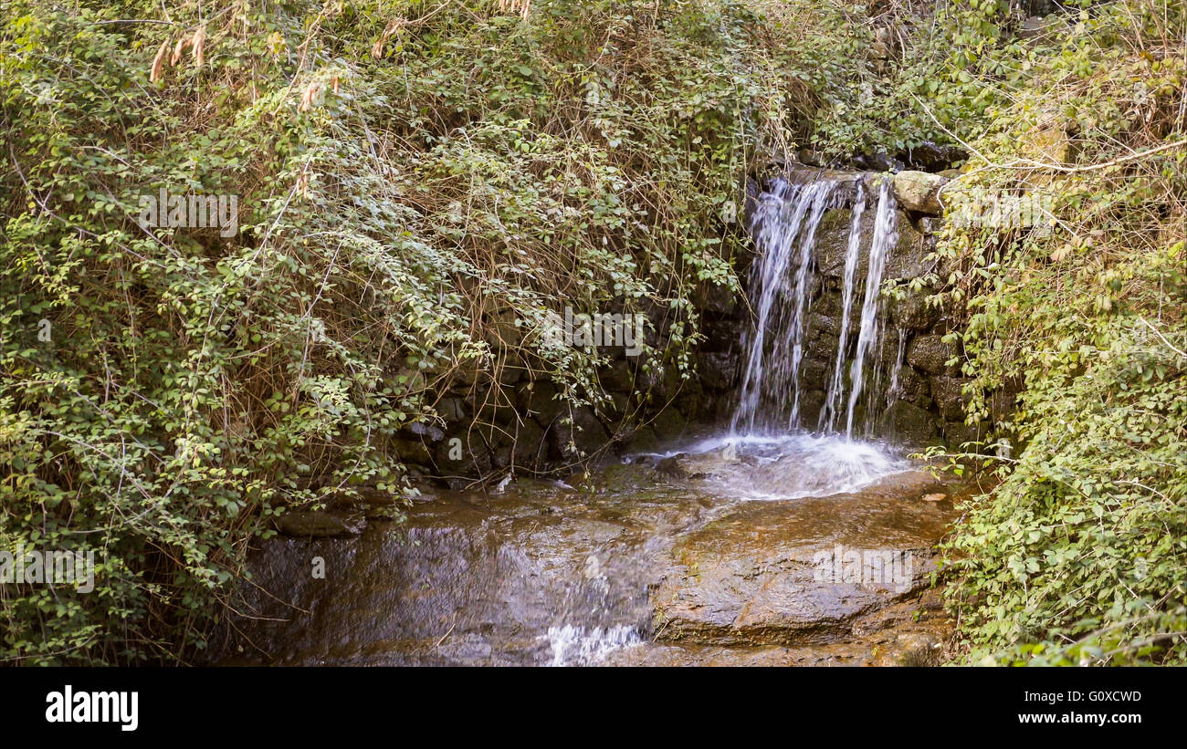 Cascade of a mountain stream in the thick vegetation Stock Photo - Alamy