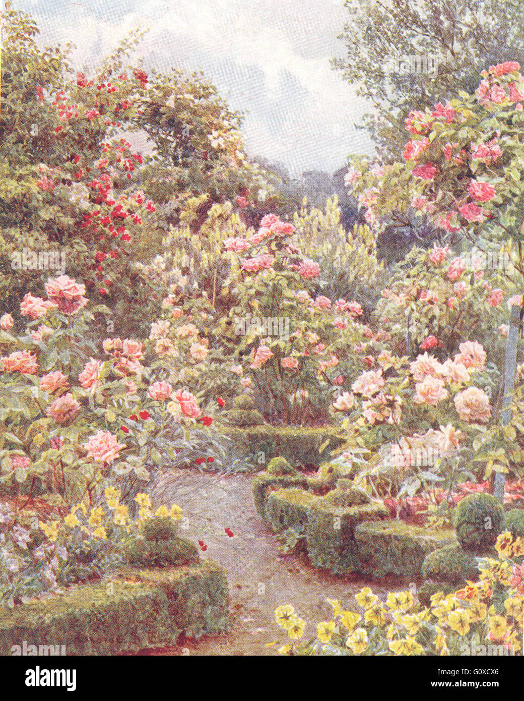 Antique roses hi-res stock photography and images - Alamy