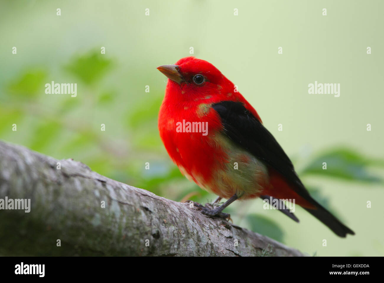 Scarlet tanager hi-res stock photography and images - Alamy