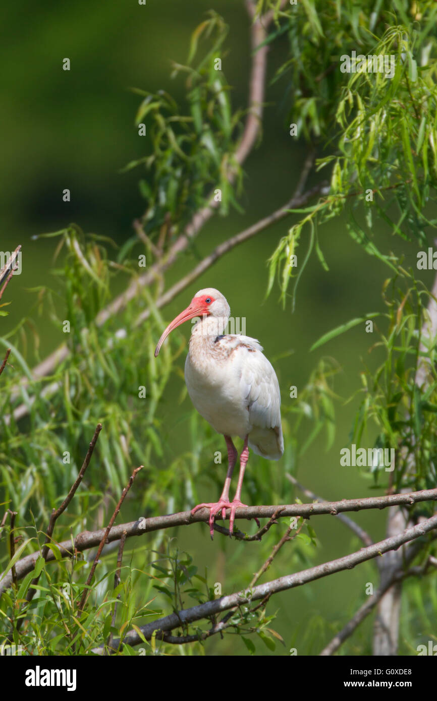 Immature white ibis hi-res stock photography and images - Alamy