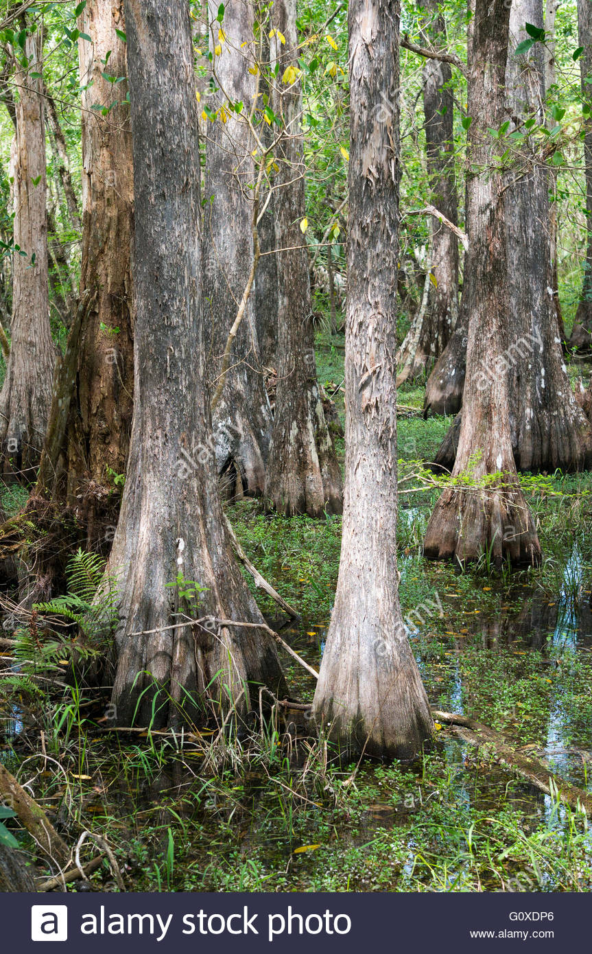 Pond Cypress High Resolution Stock Photography and Images - Alamy