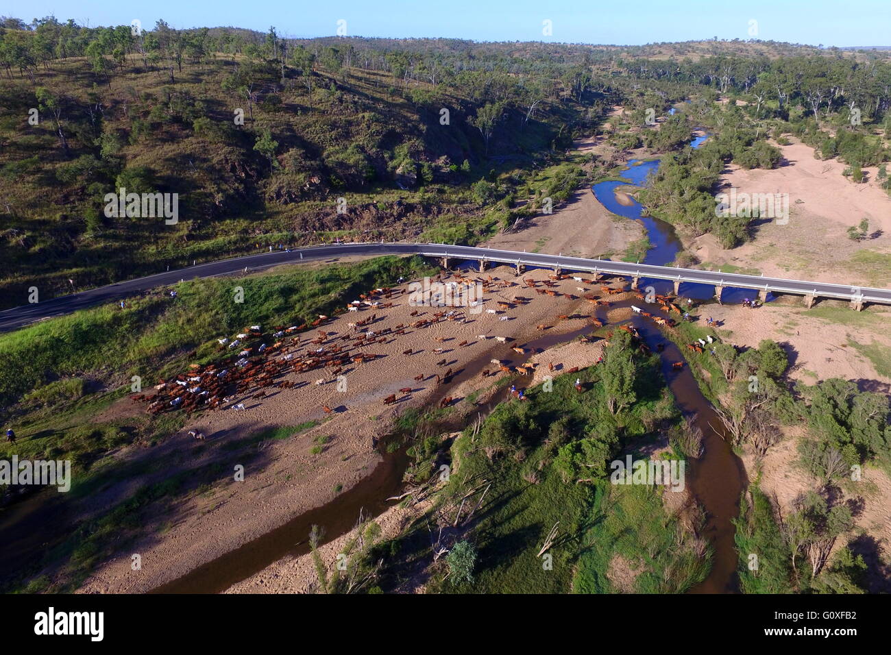 An aerial view of a mob of cattle as they cross near the bridge over ...