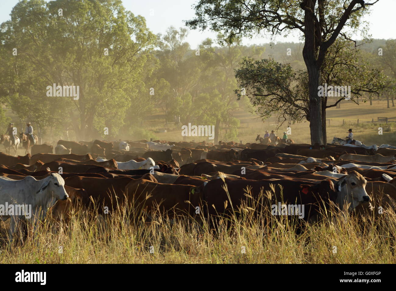 A large mob of cattle being mustered during the Eidsvold Charity Cattle ...