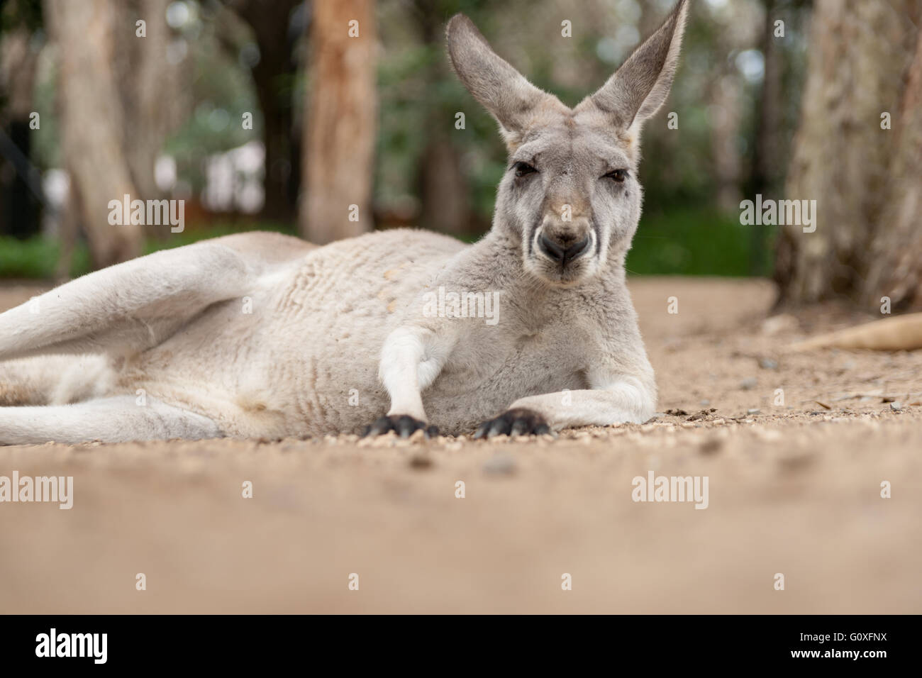 Red Kangaroo, Australia Stock Photo - Alamy