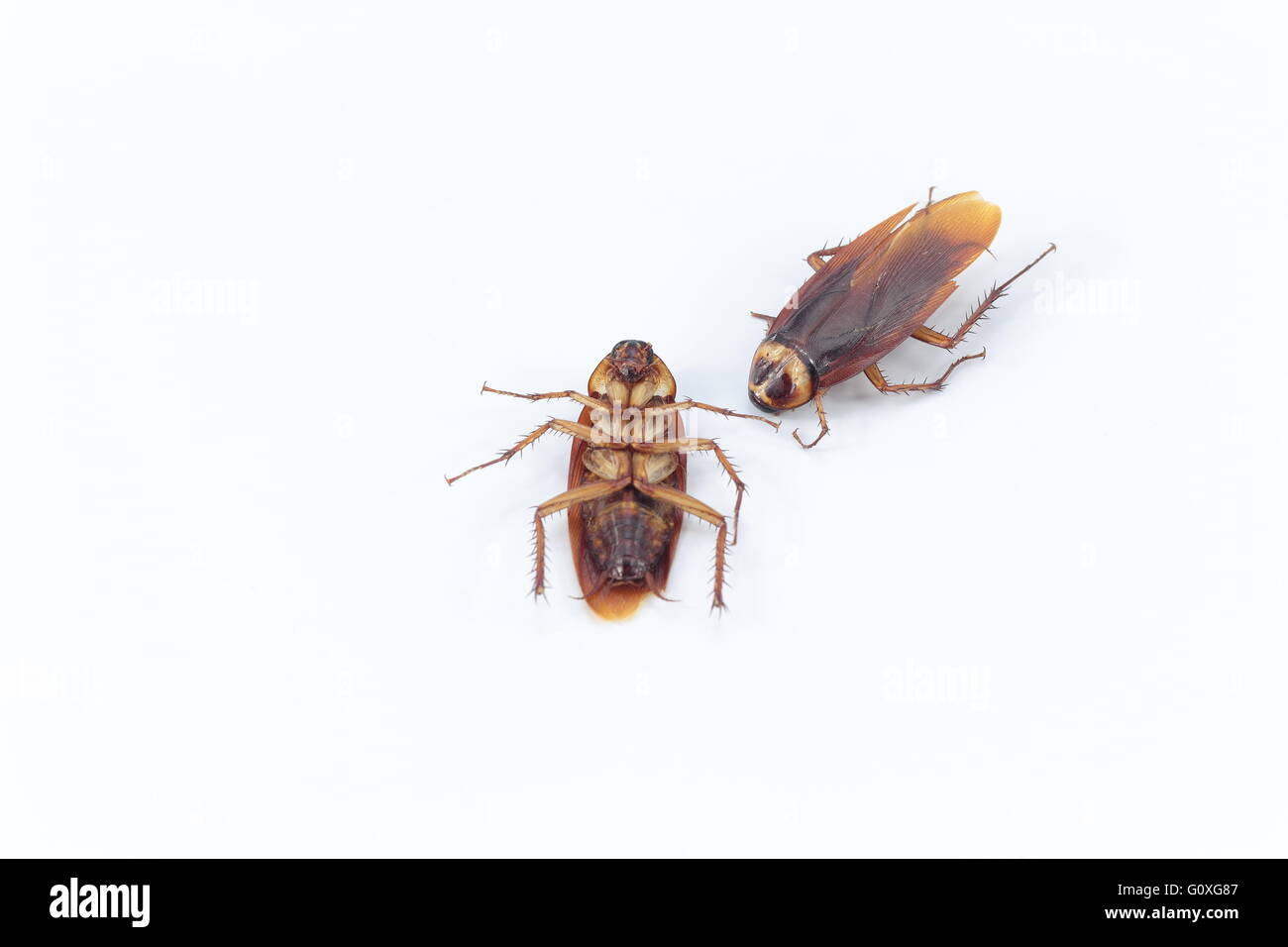 Two cockroaches hi-res stock photography and images - Alamy