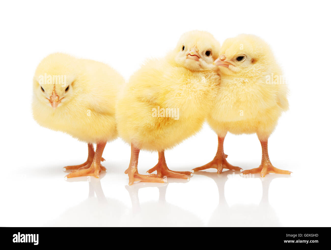 Three small yellow chickens standing close to each other, isolated on ...