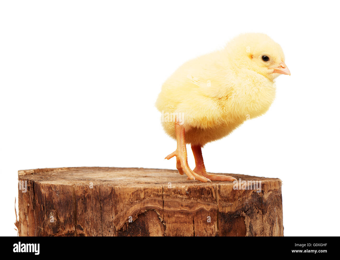 Small yellow chicken standing on wooden stump, isolated on white ...