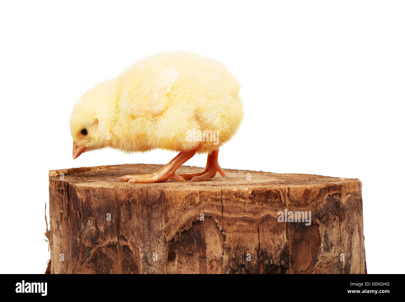 Small yellow chicken standing on wooden stump, isolated on white ...