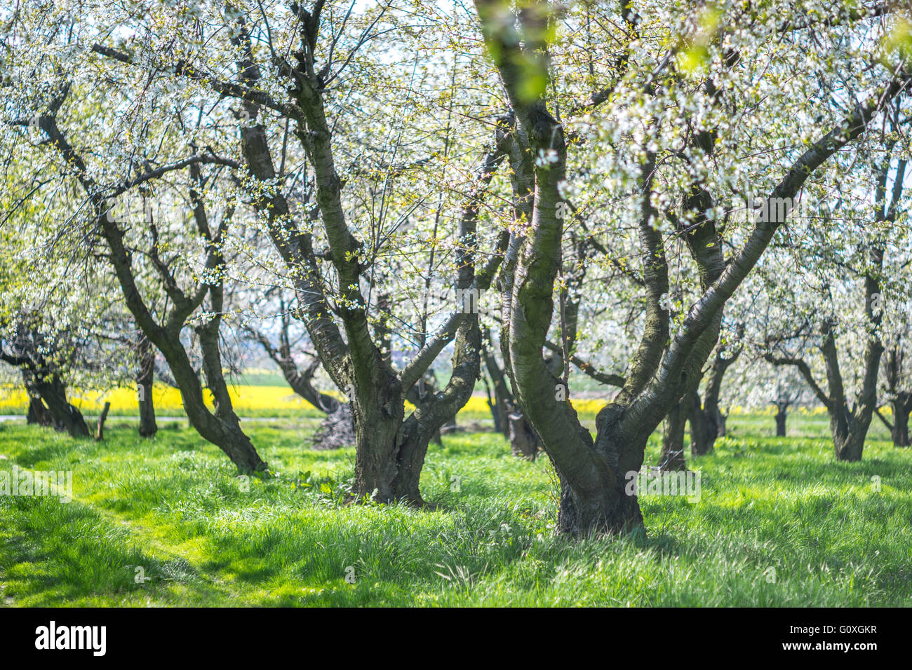 Blooming old cherry trees orchard spring green grass Stock Photo - Alamy