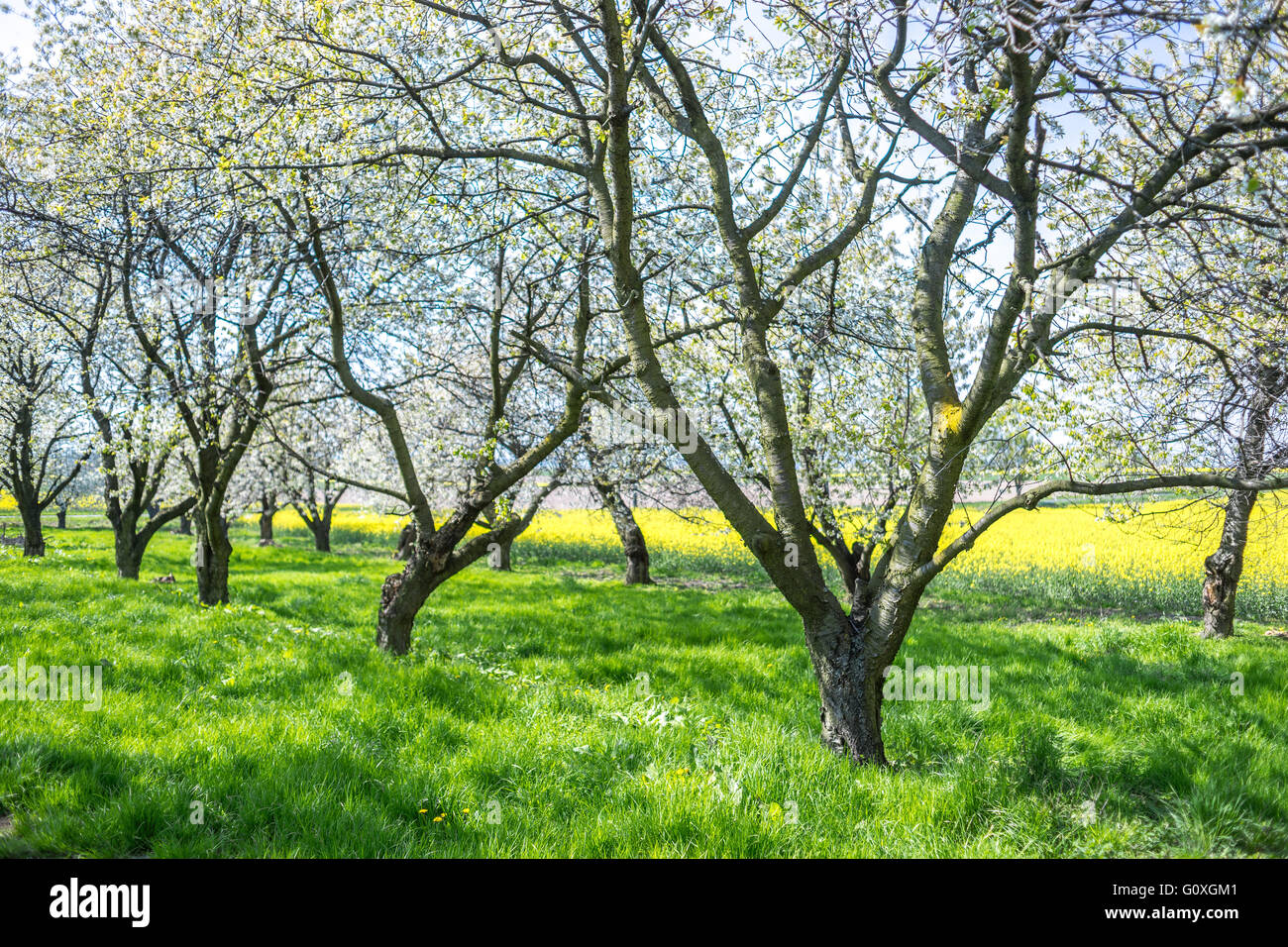 Orchard grass hi-res stock photography and images - Alamy