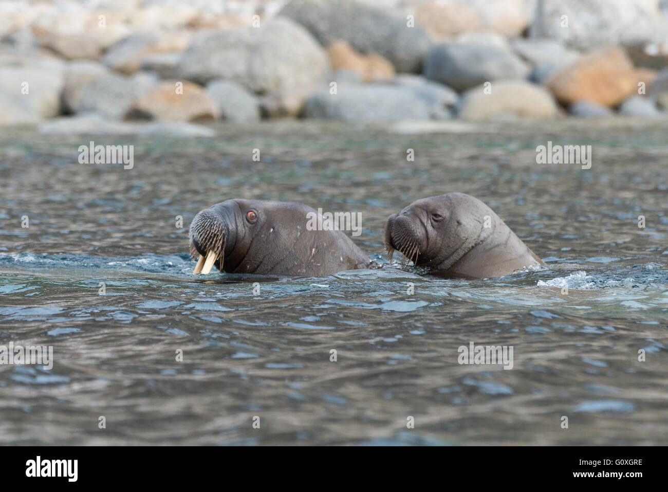 Mother and baby walrus swimming together in the vicinity of Martensoya ...