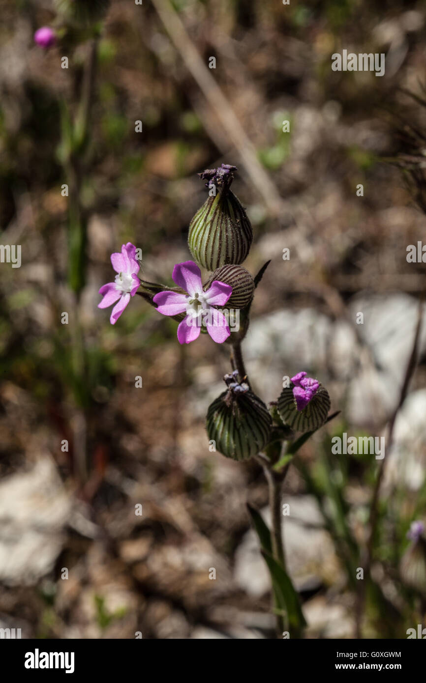 Silene conica hi-res stock photography and images - Alamy