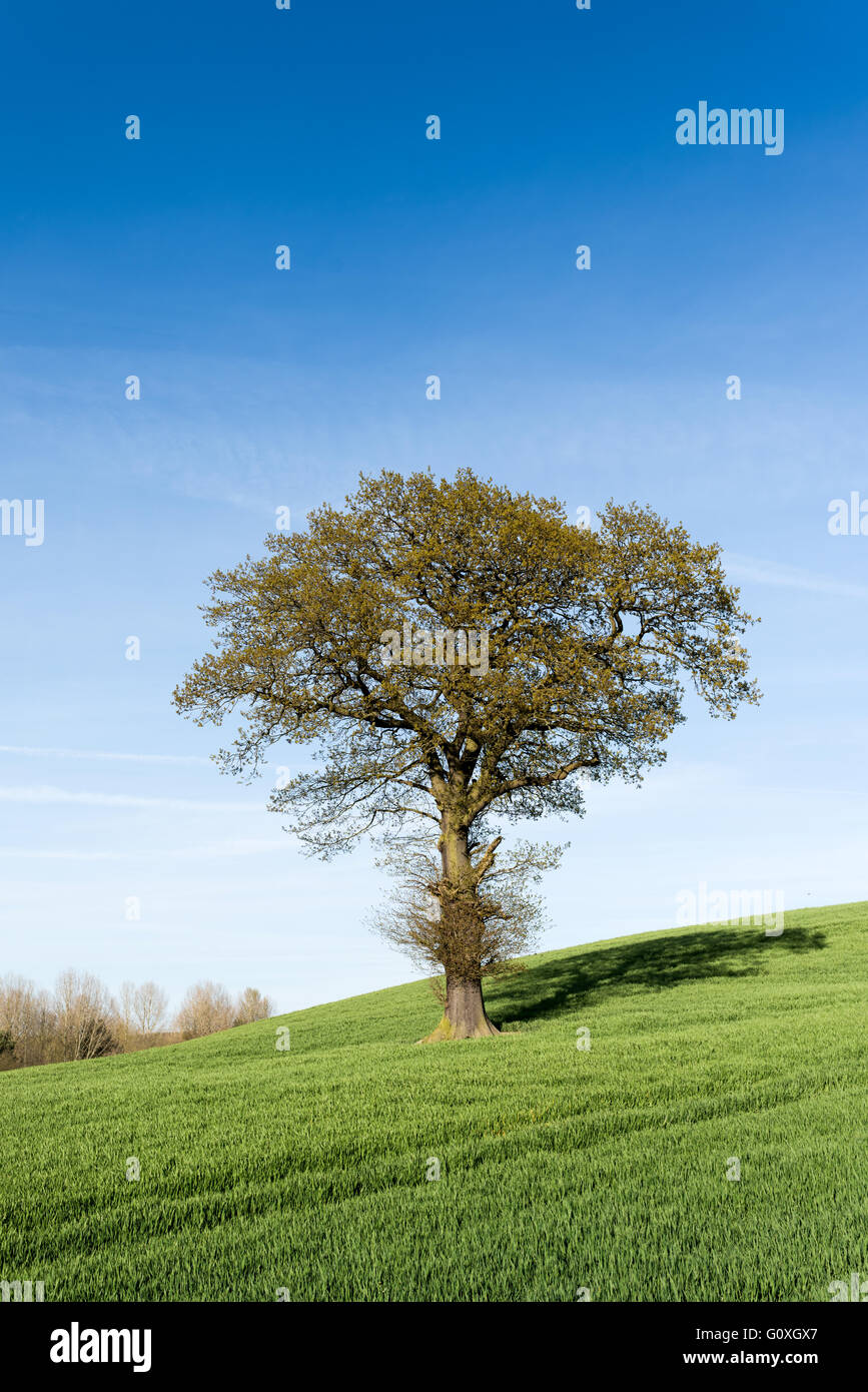Nottinghamshire countryside hi-res stock photography and images - Alamy