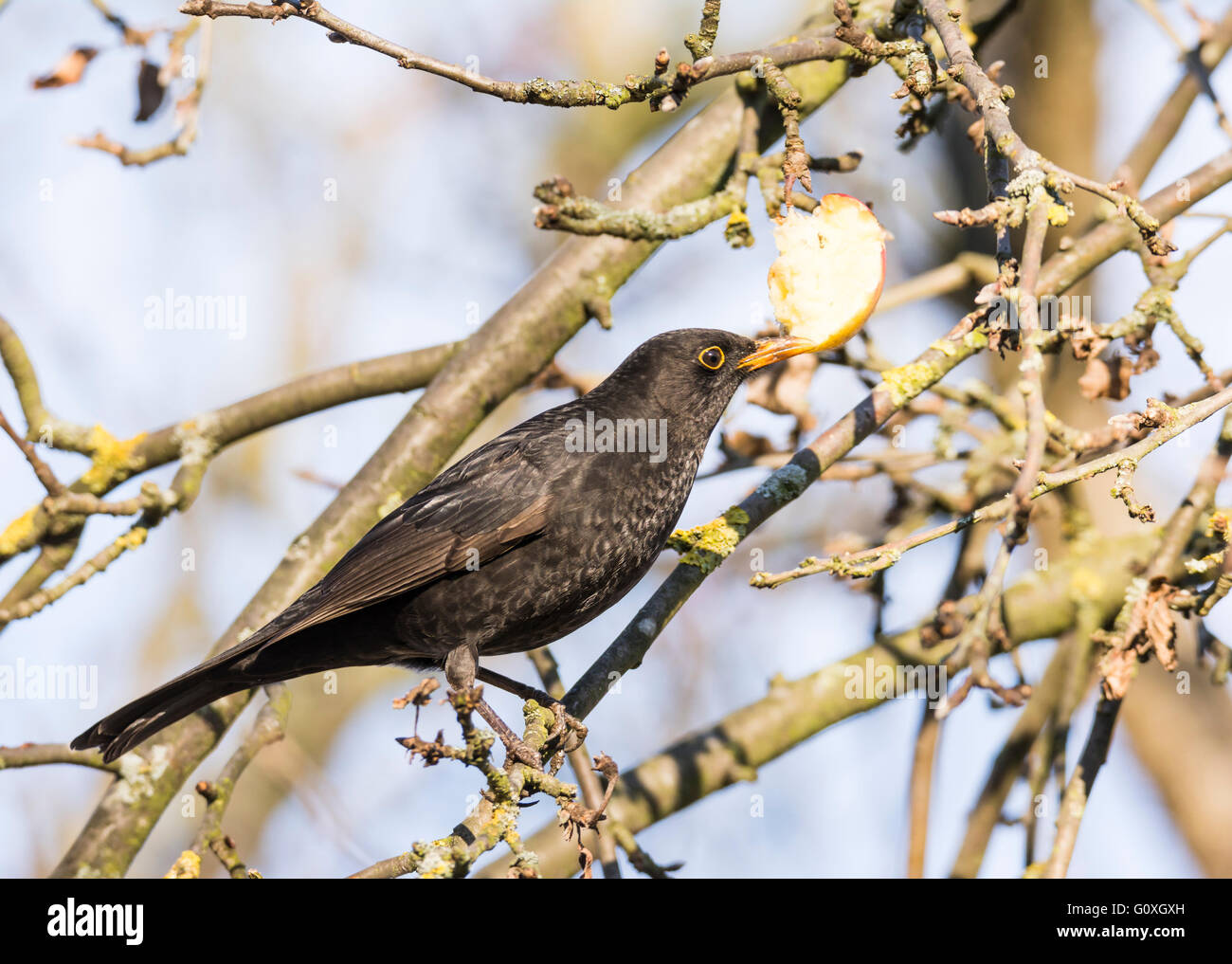 Bird eating fruit tree hi-res stock photography and images - Alamy
