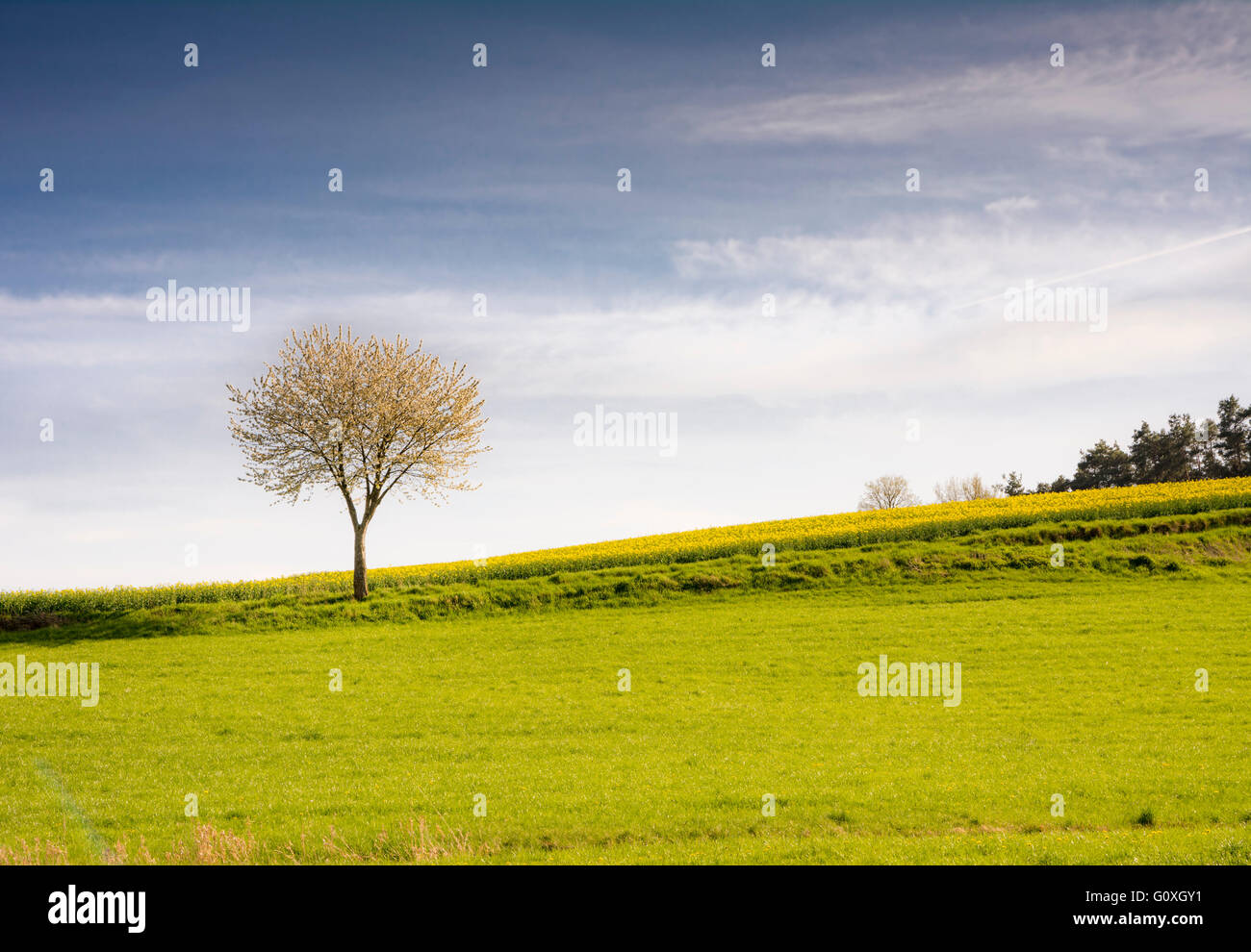 Landscape with a flowering tree at spring Stock Photo - Alamy