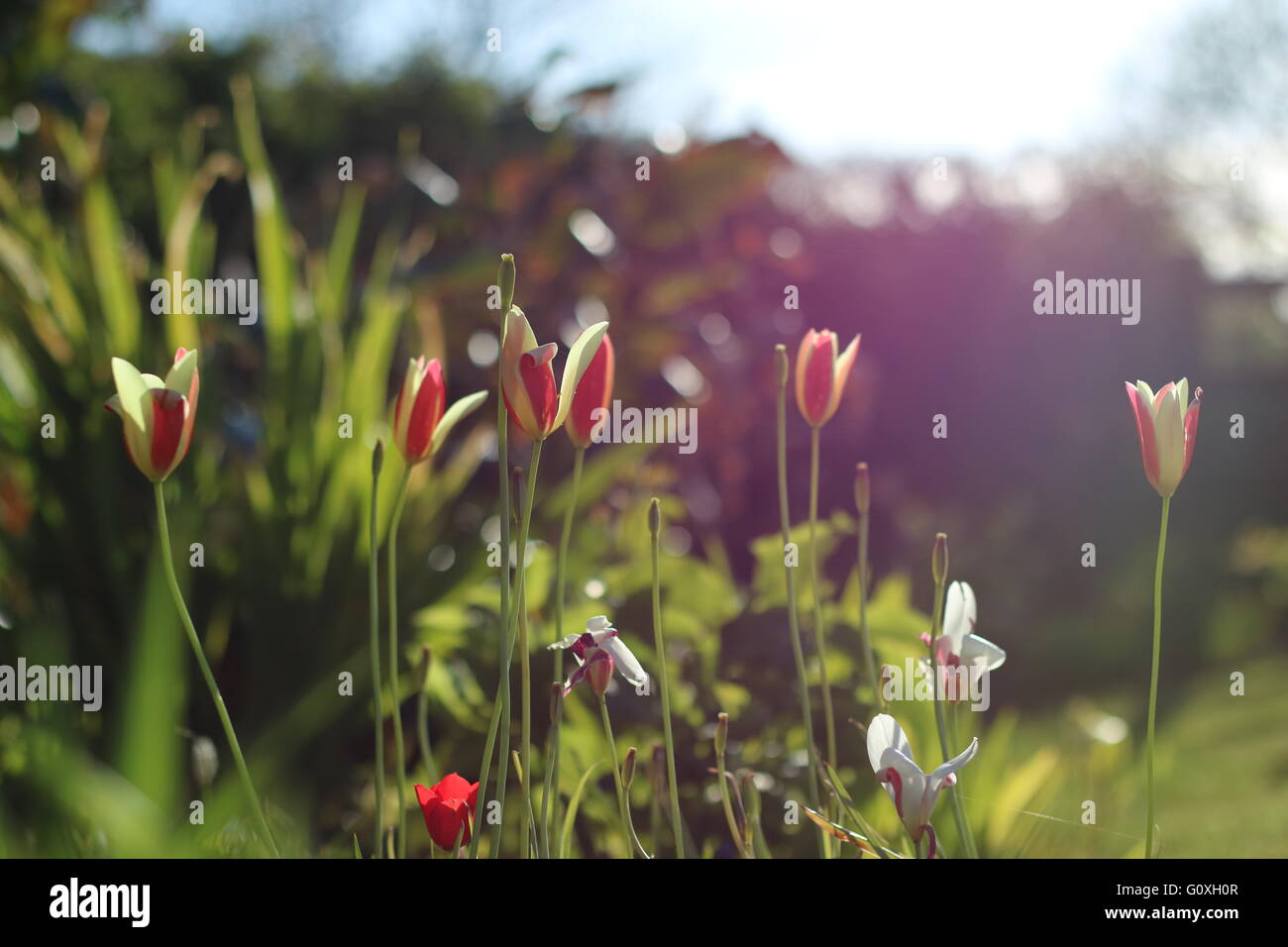 Red and white blooms hi-res stock photography and images - Alamy