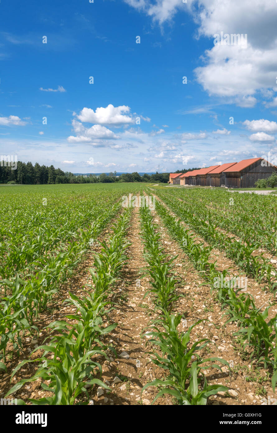 Corn field barn hi-res stock photography and images - Alamy
