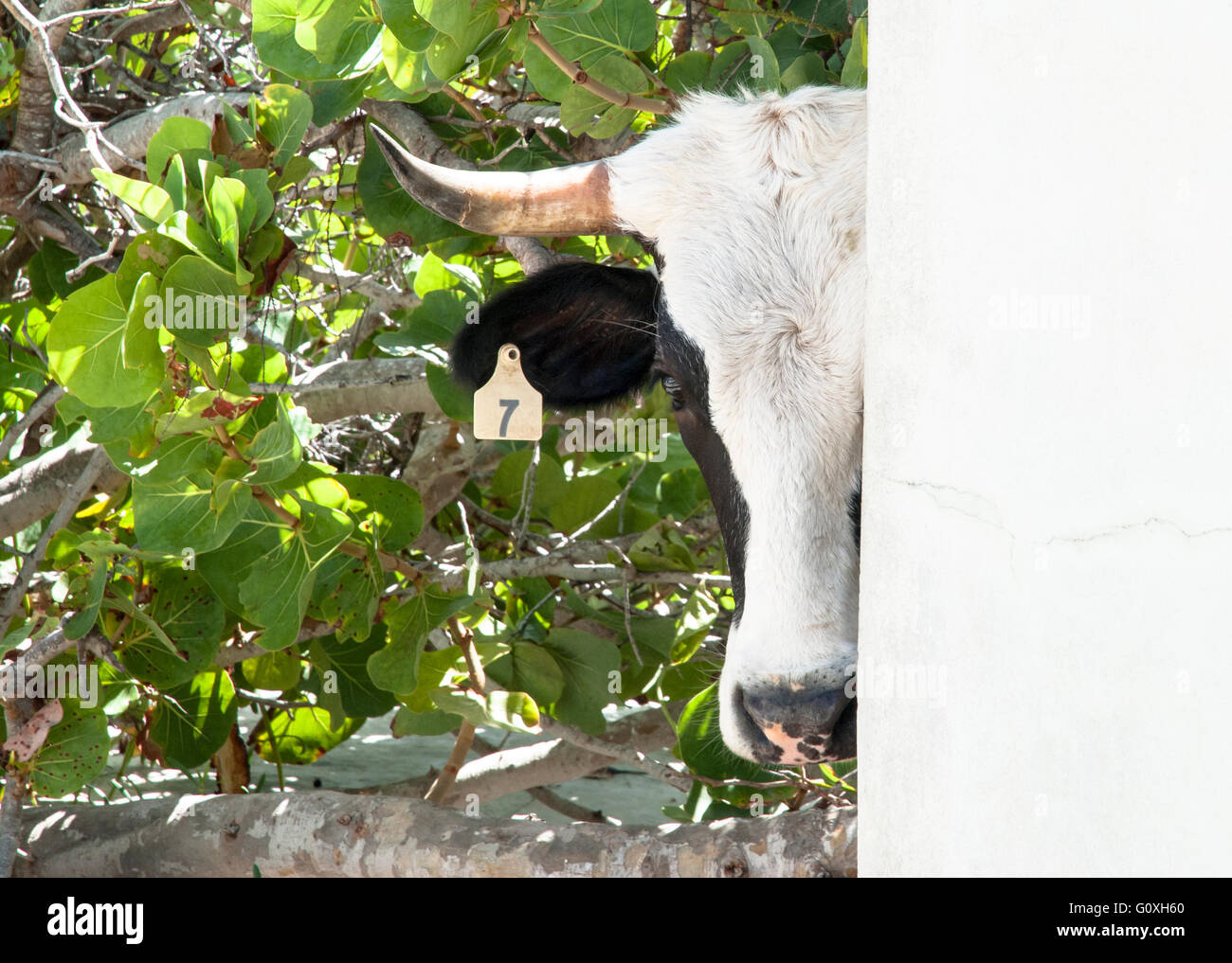 Close view of a loose bull secretly watching from behind the wall ...