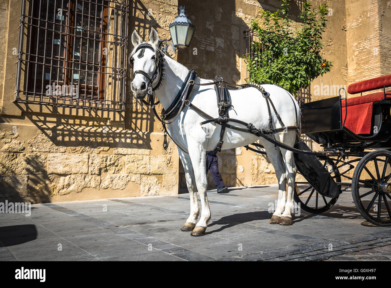Traditional Horse and Cart at Cordoba Spain - travel background Stock ...