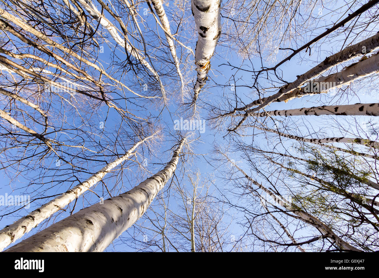 Trees against the sky Stock Photo - Alamy