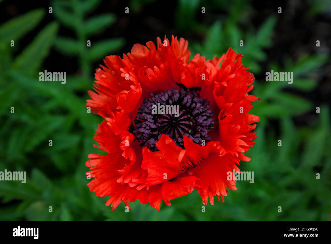 Unusual poppy colour hi-res stock photography and images - Alamy