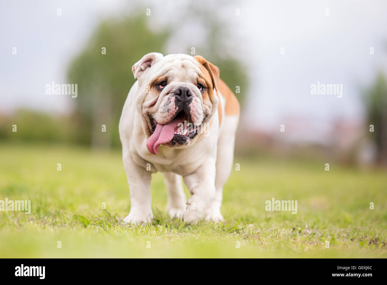 English bulldog standing on the grass Stock Photo - Alamy