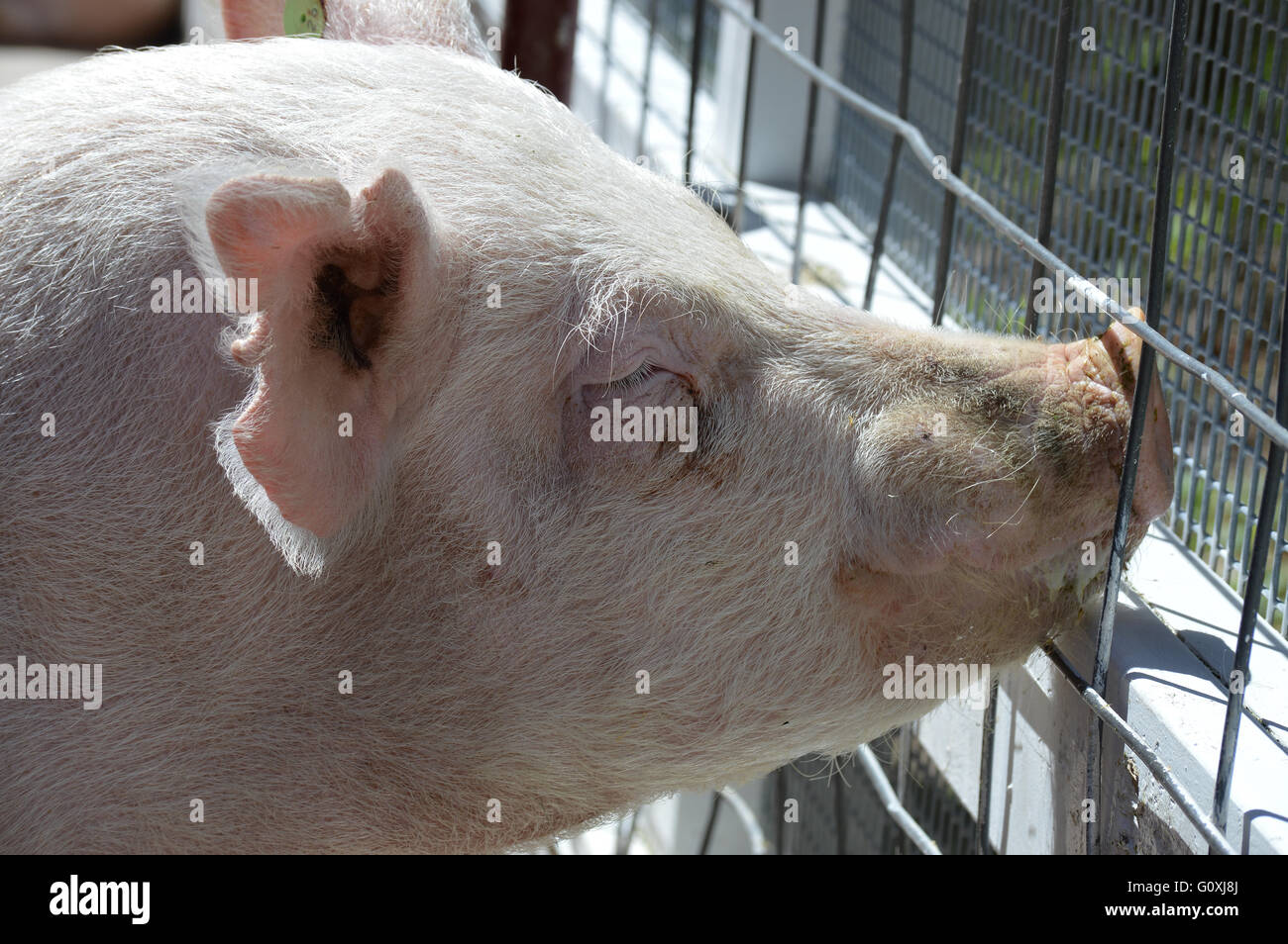 Pig profile hi-res stock photography and images - Alamy