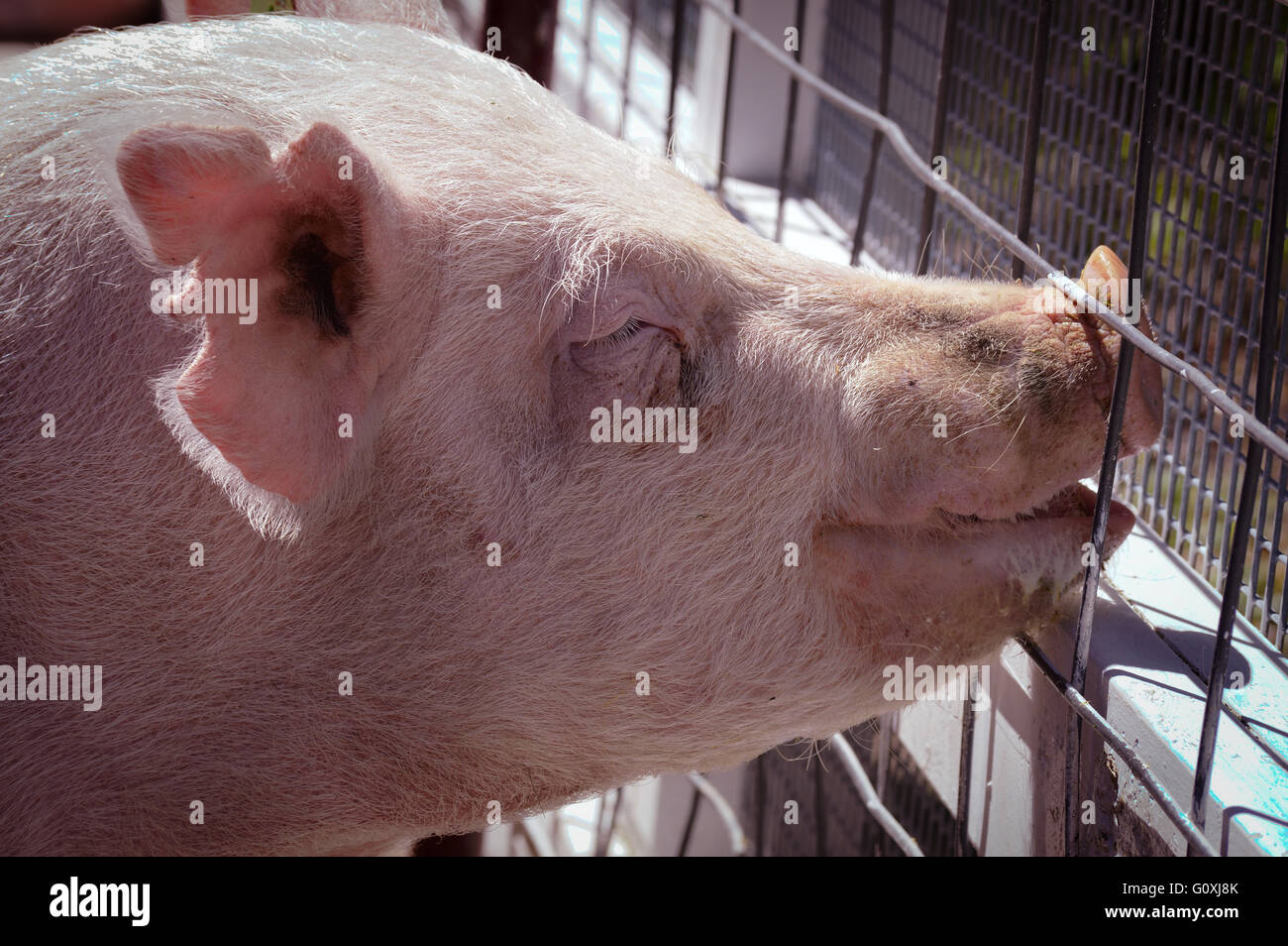 Pig profile hi-res stock photography and images - Alamy