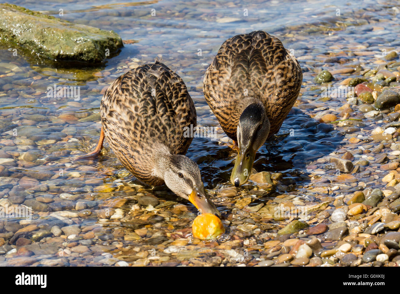 Two ducks in water hi-res stock photography and images - Alamy