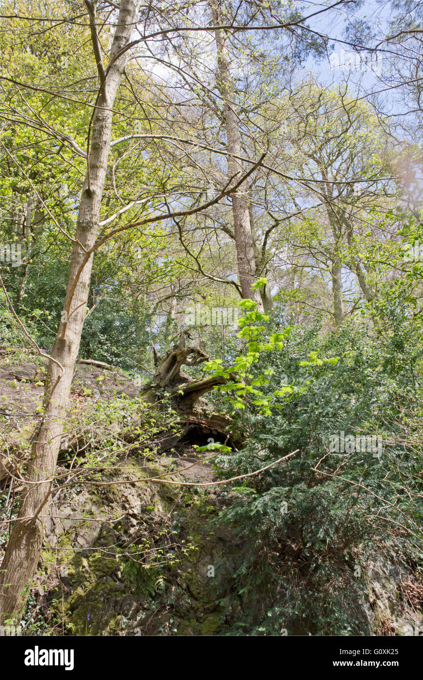 Uprooted tree trunk amid trees in the countryside Stock Photo - Alamy