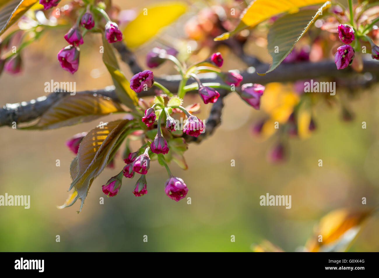 Dry Spring Cherry blossoms Stock Photo - Alamy