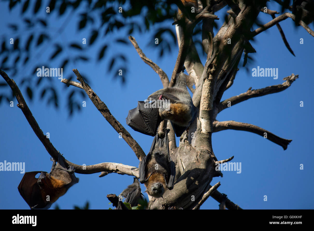 Grey-headed flying fox washing it's wing Stock Photo - Alamy