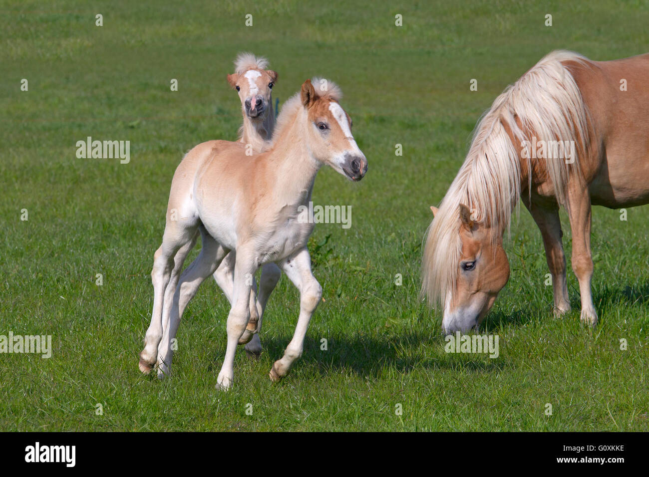 Haflinger foals running in meadow Stock Photo - Alamy